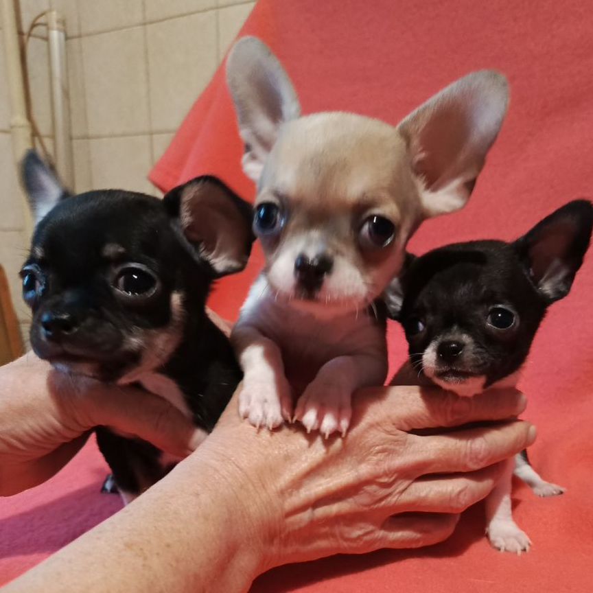 Чихуахуа, щенок