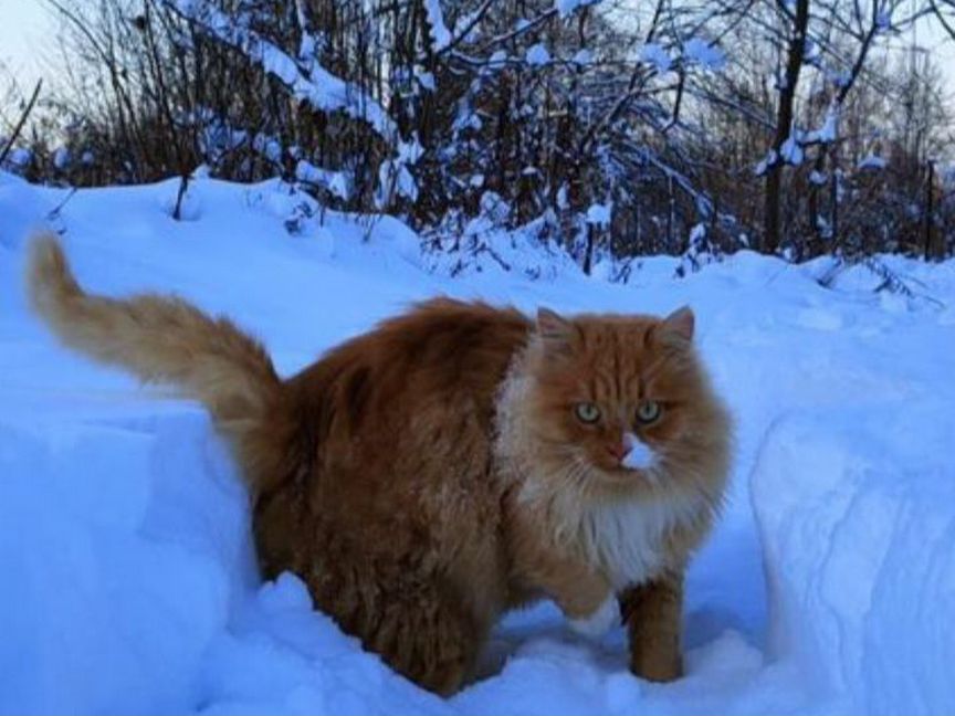 Кот в добрые руки