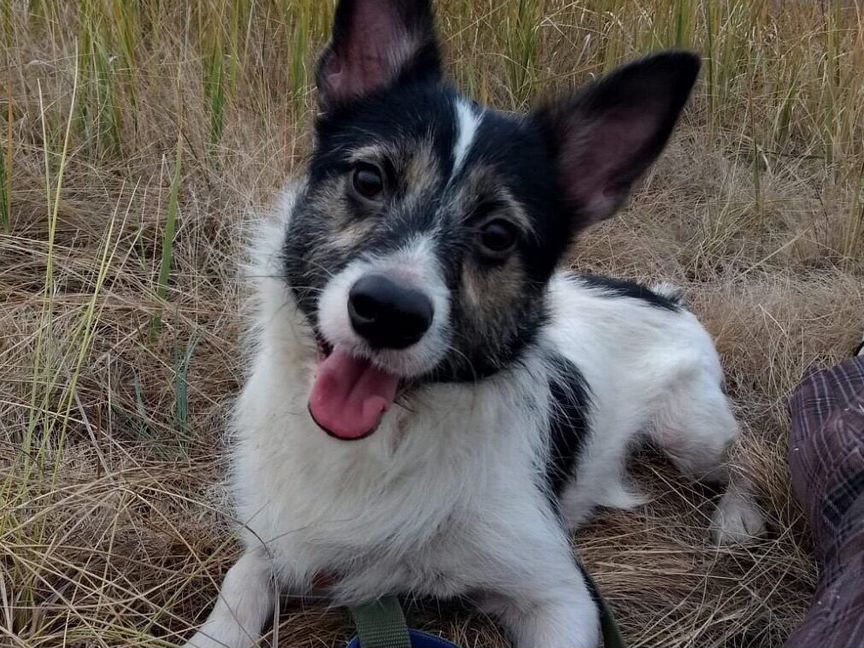 Собака ищет дом