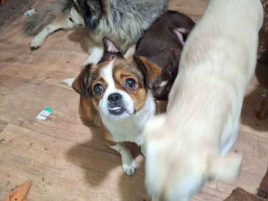 Маленькая собачка, Кнопка