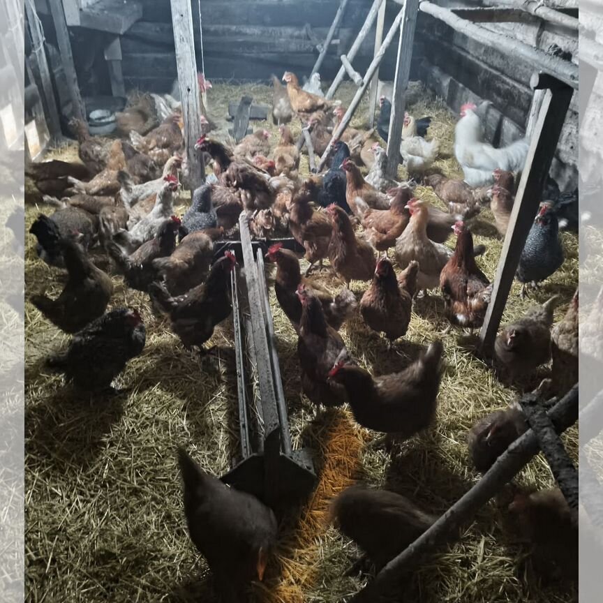 Куры несушки