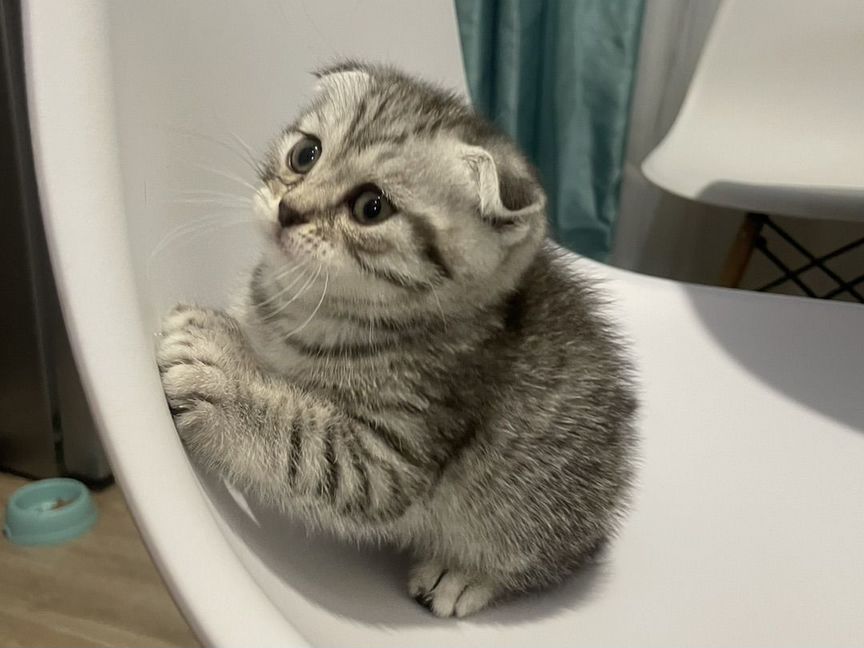 Шотландские вислоухие котята