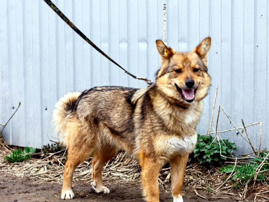 Собака Лисичка в добрые руки