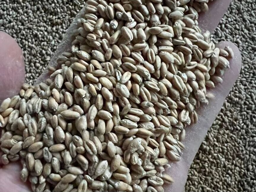 Корм для с х животных