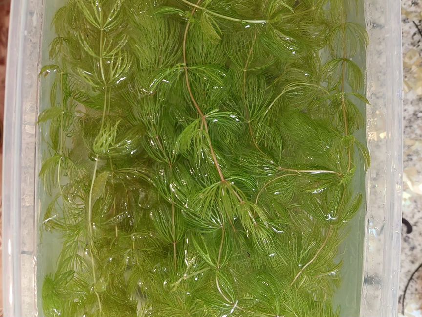 Роголистник