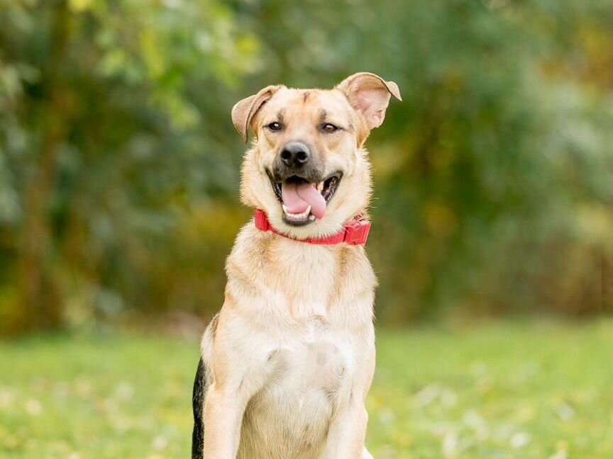 Собака мальчик Джери 1,5 года