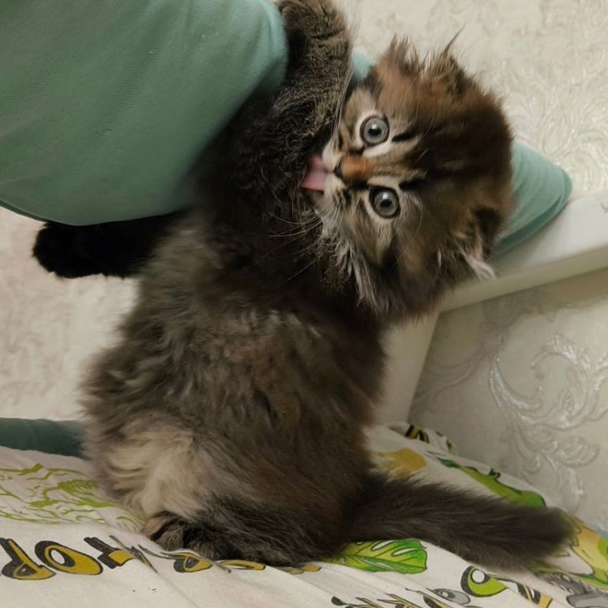 Шотландский вислоухий длинношёрстный котёнок