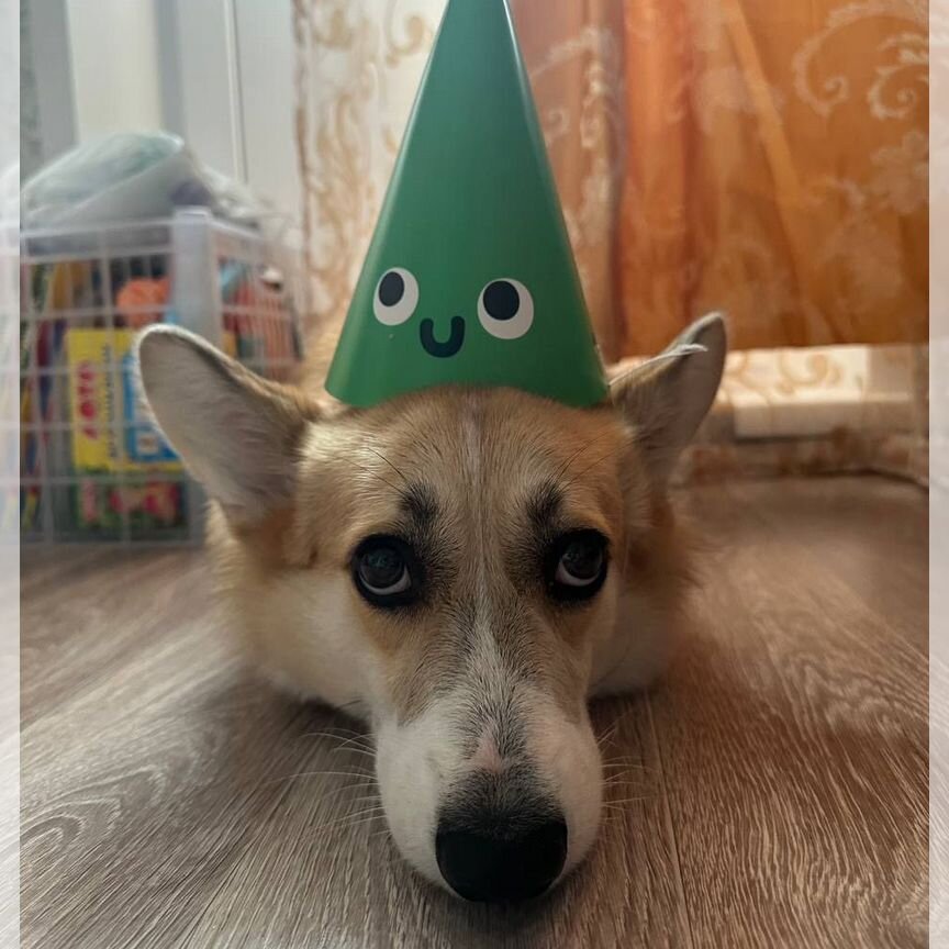 Вельш Корги Пемброк, взрослая собака