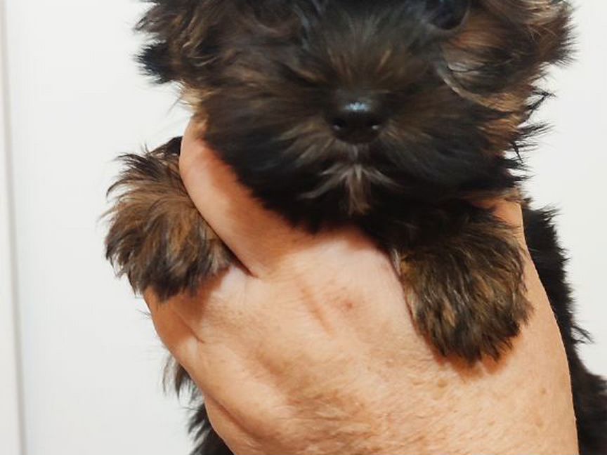 Йоркширский терьер щенки микро