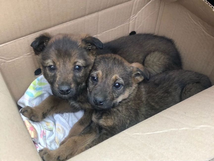 Собака в добрые руки отдам бесплатно щенки