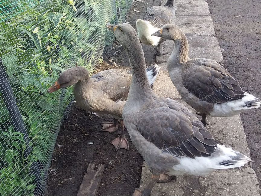 Гуси индоутки