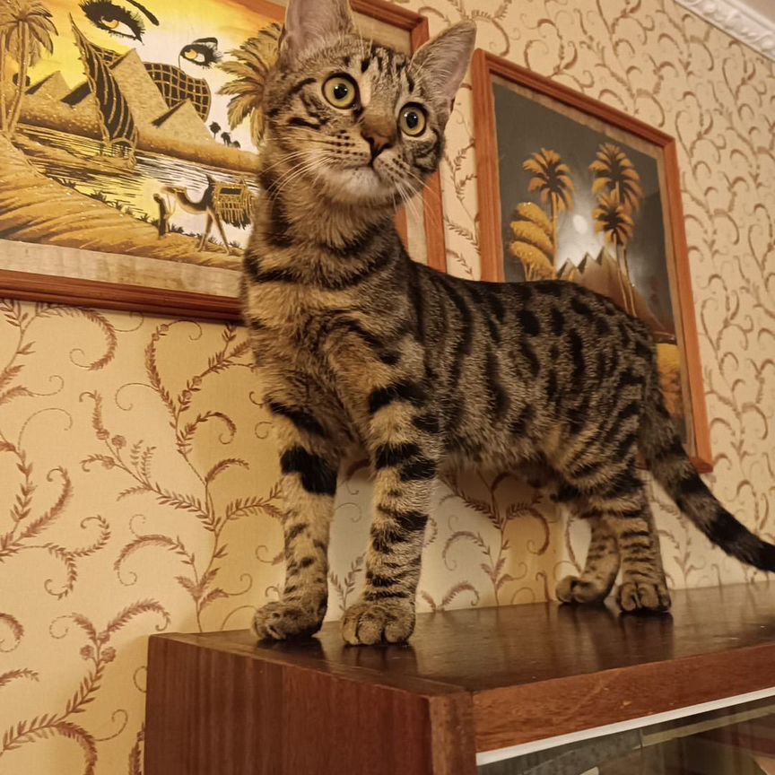 Котики бесплатно, котенок в добрые руки