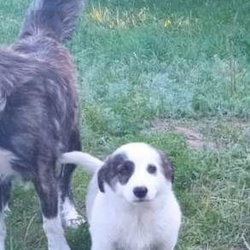 Щенки помесные бесплатно