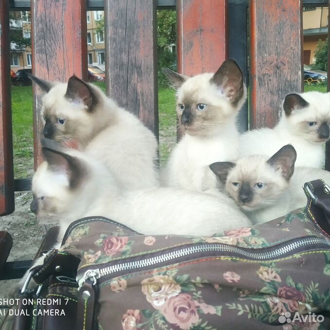 Тайские (сиамские) котята - продажа