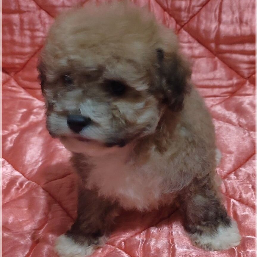 Мальтипу, щенок