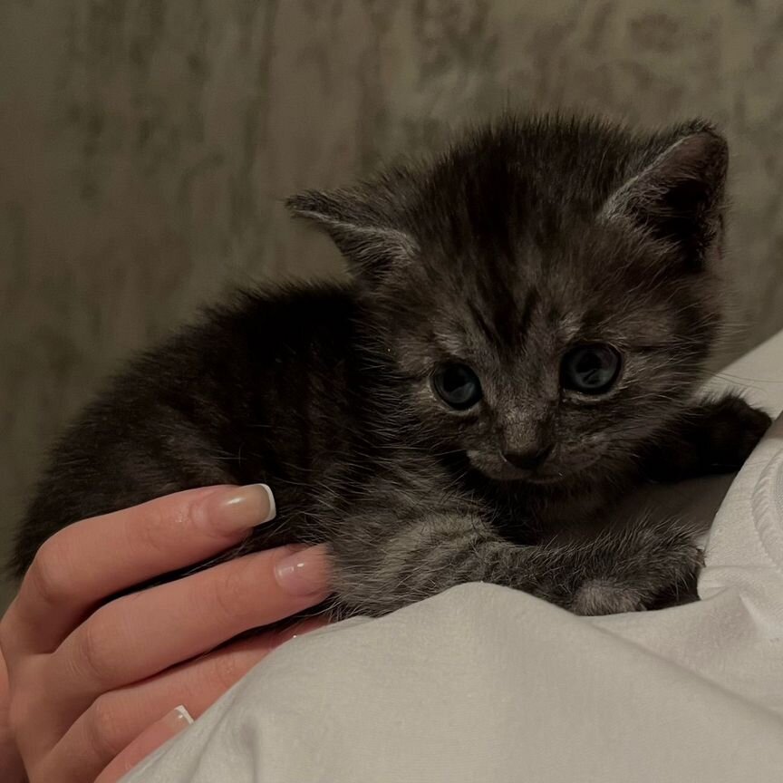 Отдам котят бесплатно