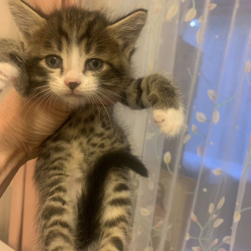 Отдам даром котика