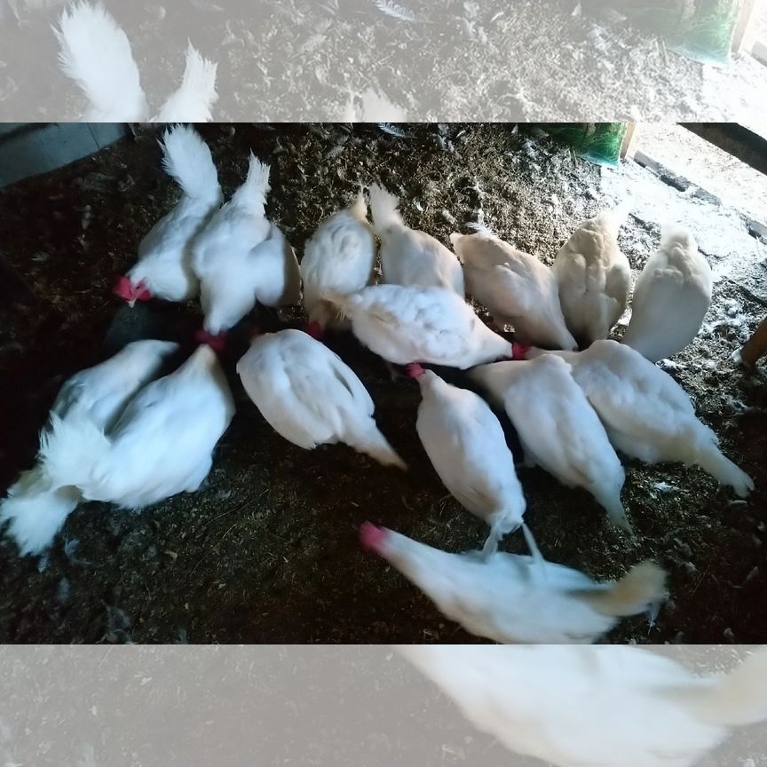 Куры несушки