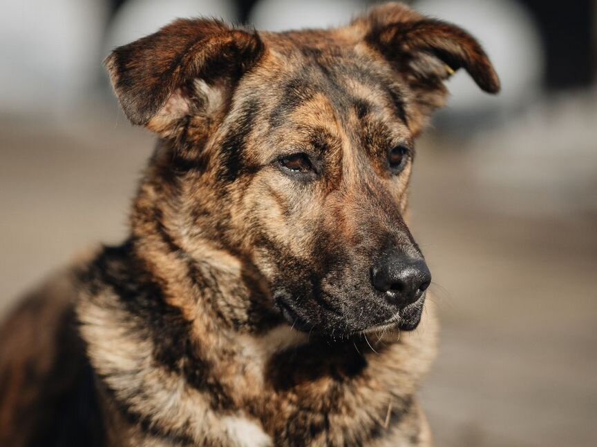 Собака ищет дом