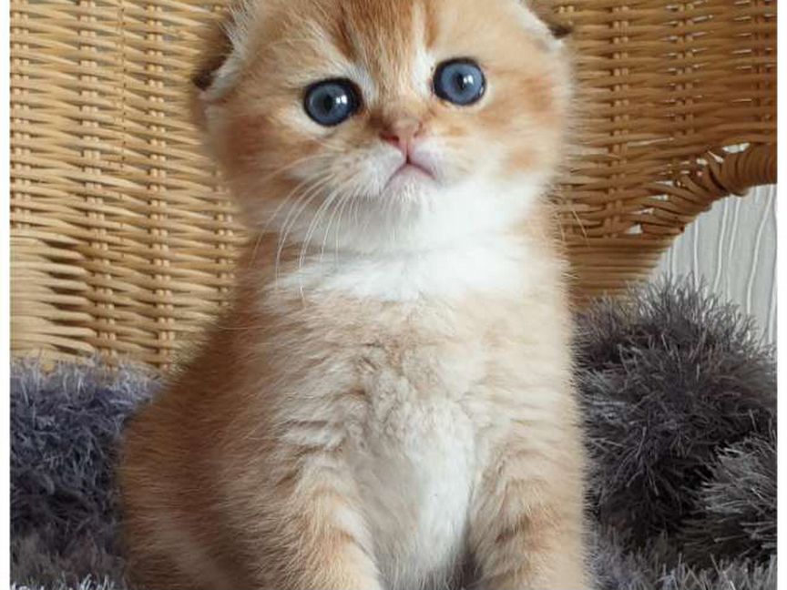 Шотлики умнички