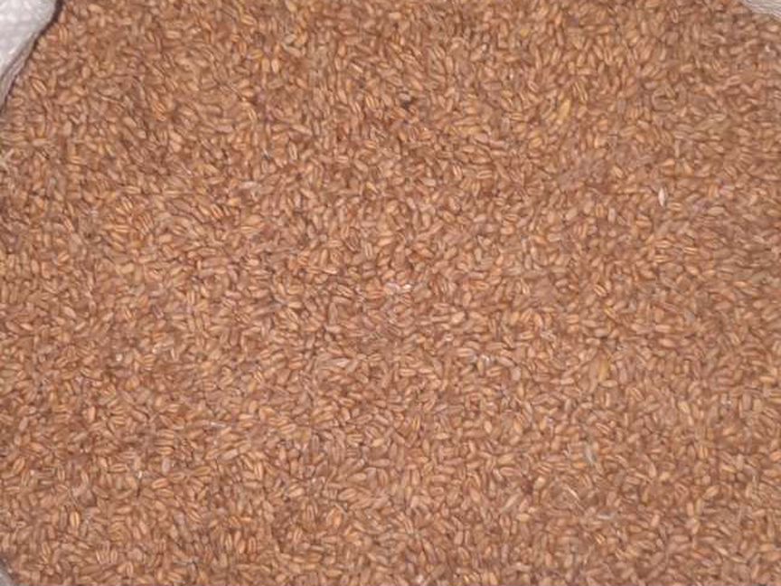 Зерно пшеница