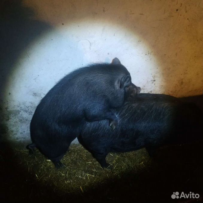 Вьетнамск вислобрюхий поросенок