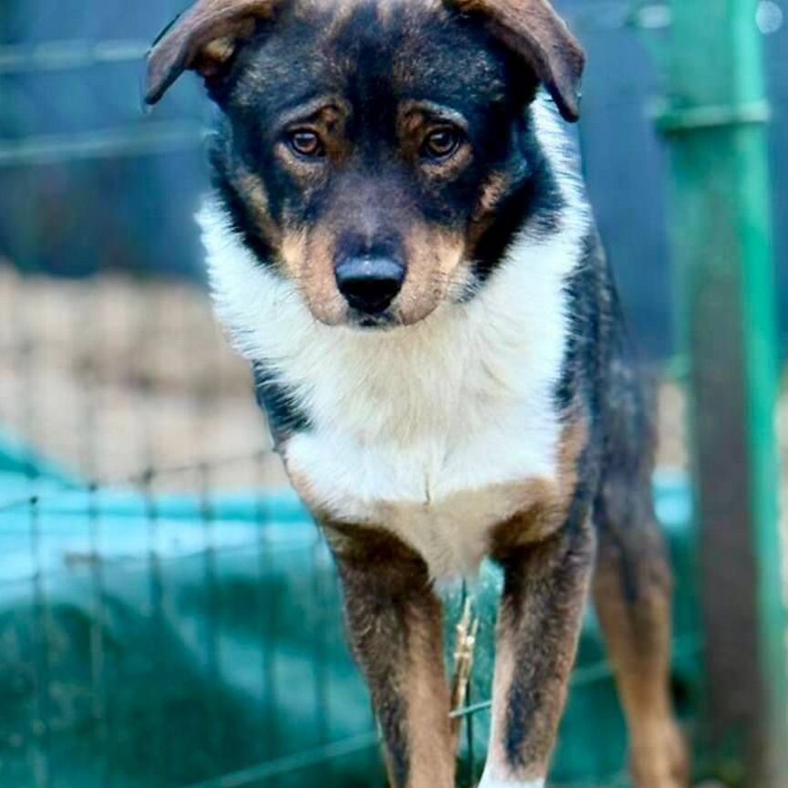 Взрослый пёс в добрые руки