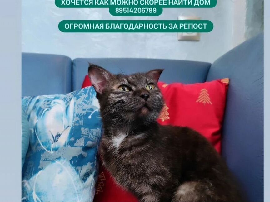 Котенок бесплатно