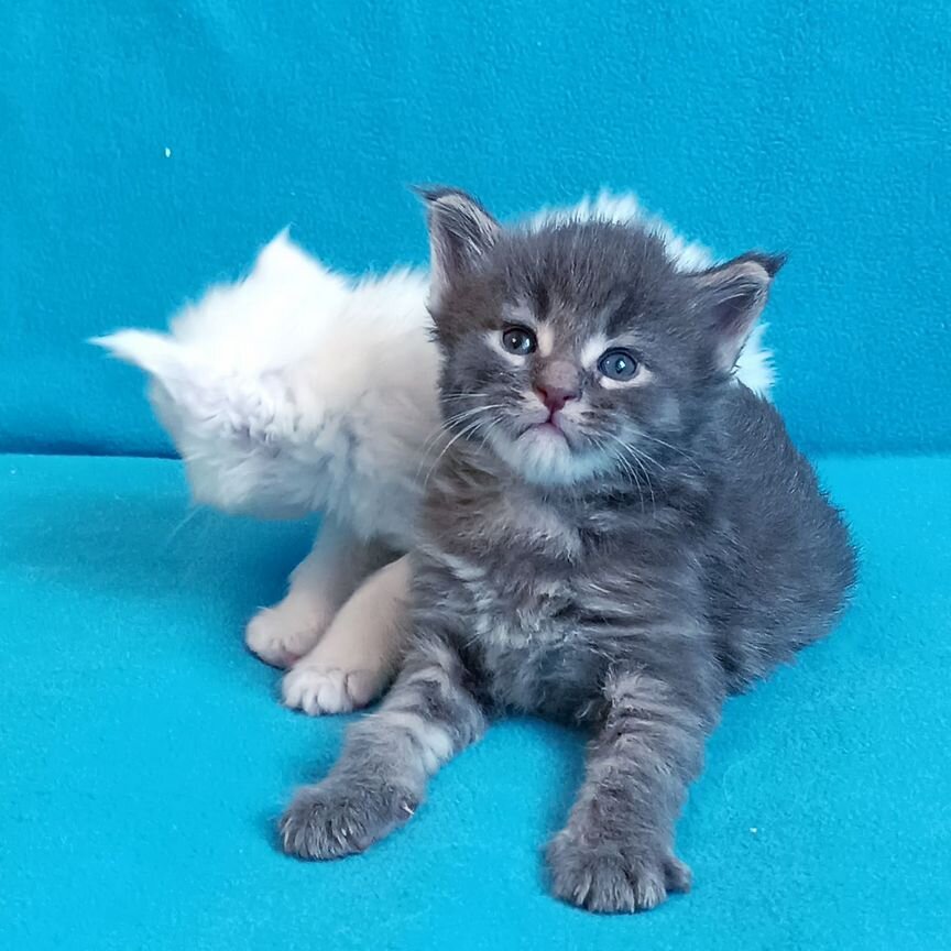 Котята мейн-кун на бронь