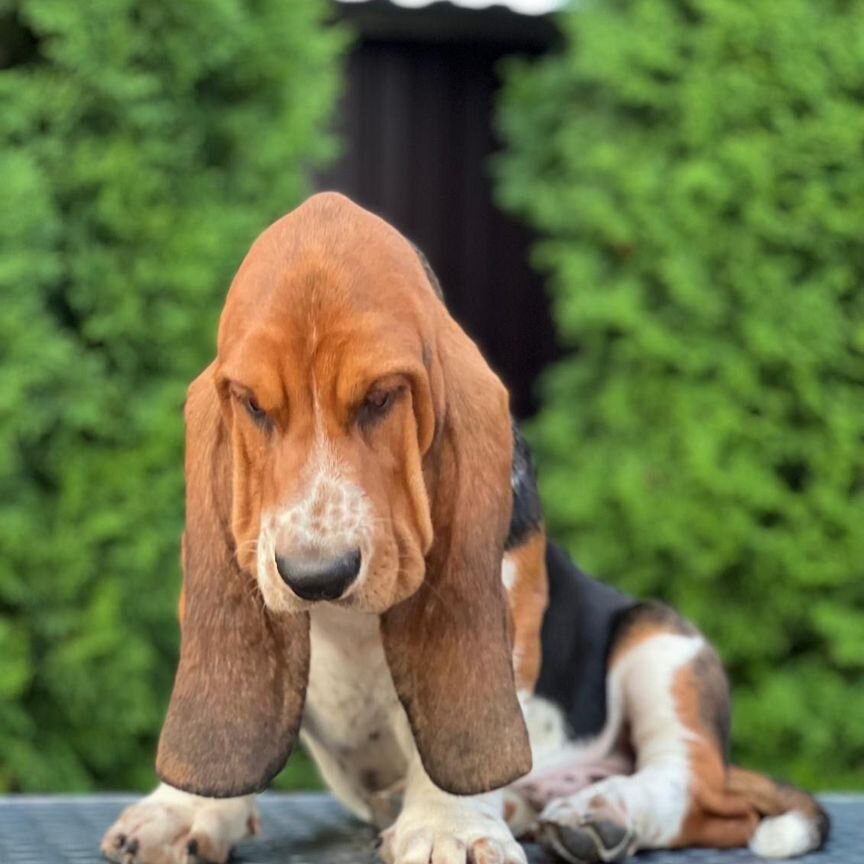 Кобель 4 месяца бассет хаунд