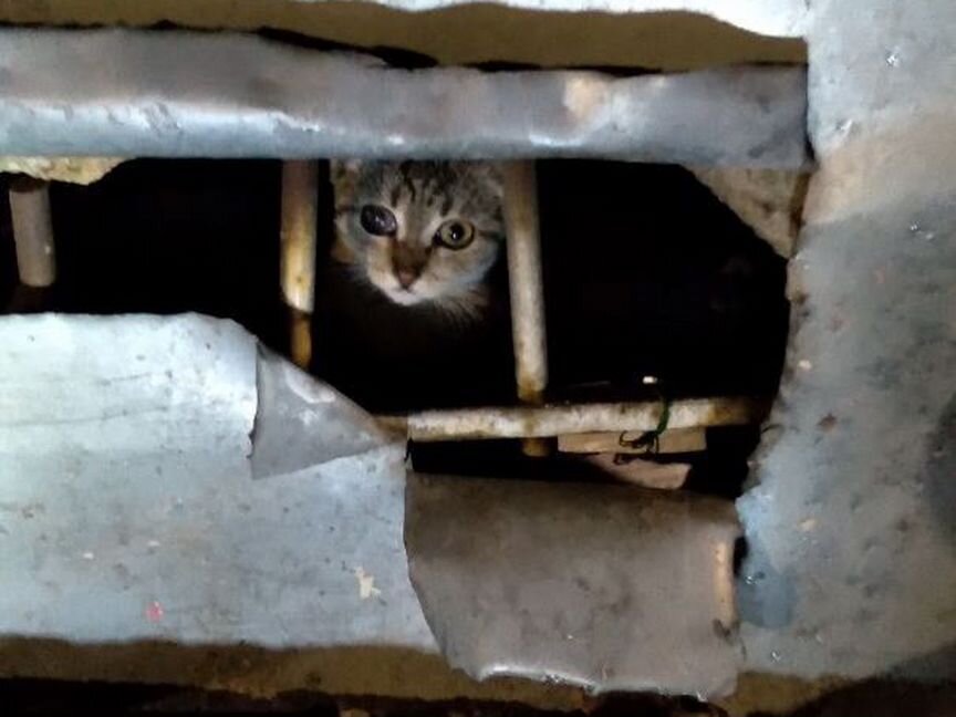 Котенок ищет дом или передержку