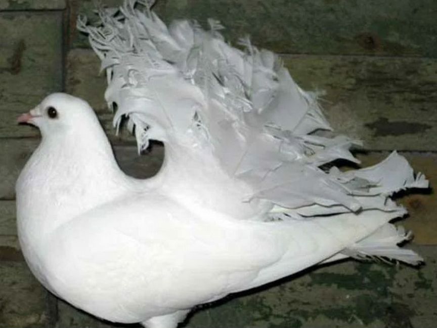 Голуби