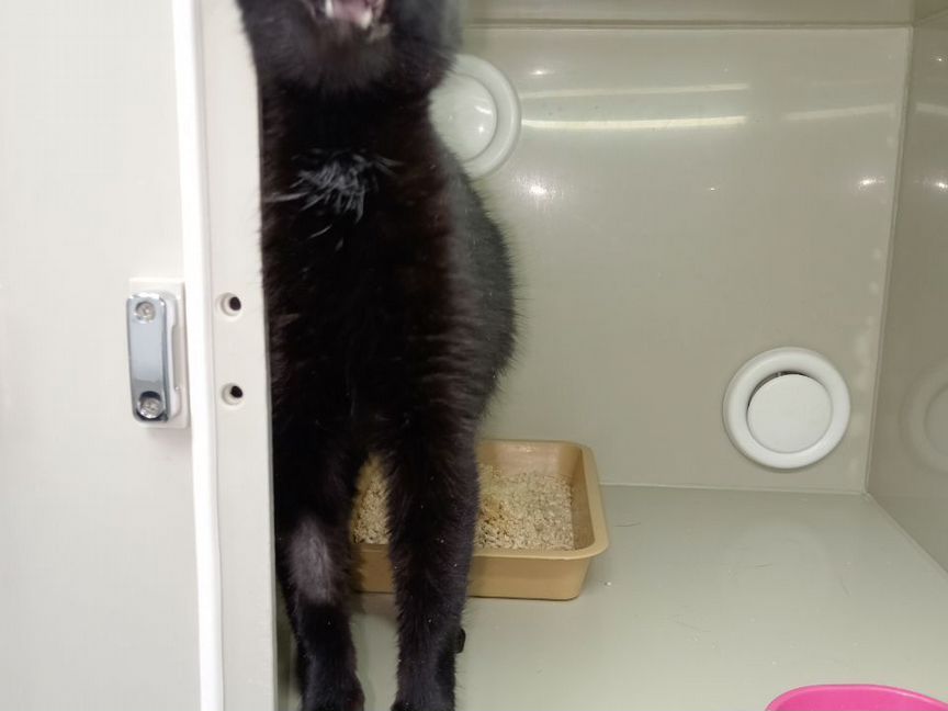 Кошка друг человека, а не вещь