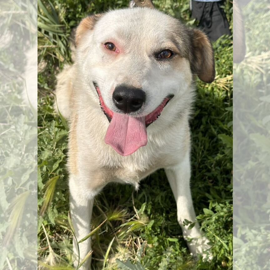 Взрослый пёс в добрые руки