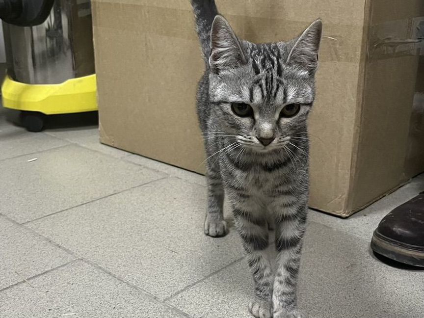 Кошка в дар