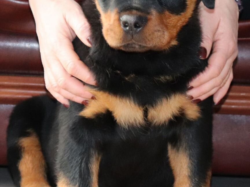 Ротвейлера мальчуган