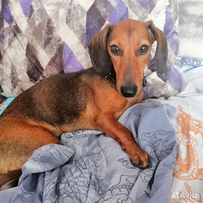 Кроличья жесткошерстная такса