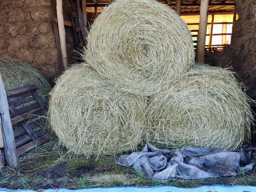 Сено, солома