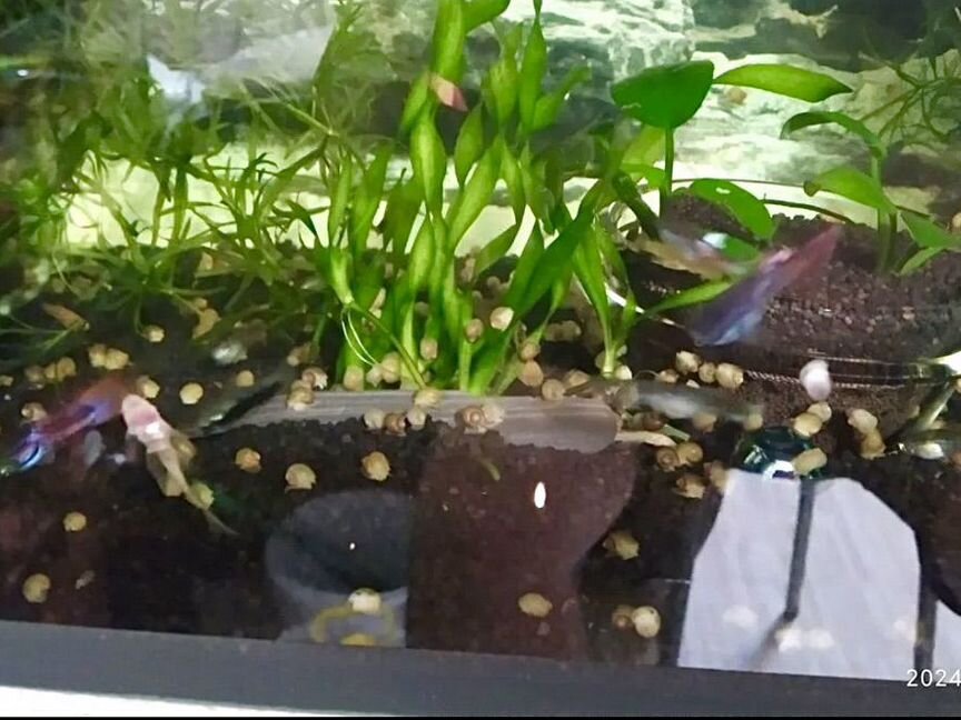 Улитки ампулярии