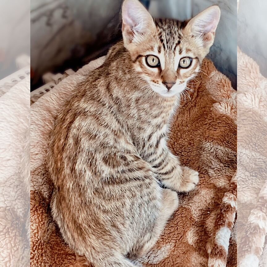 Котик в добрые руки