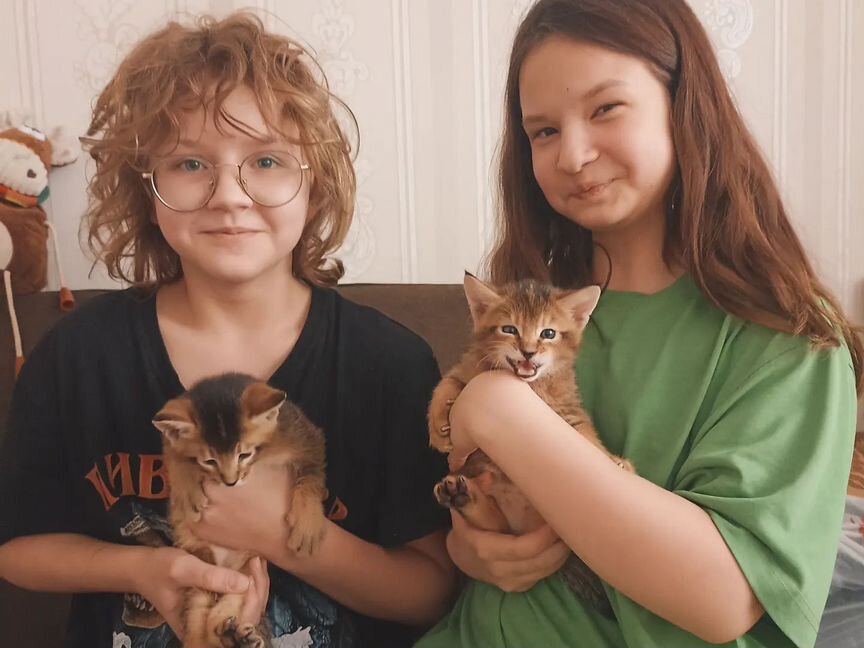 Классные котята чаузи