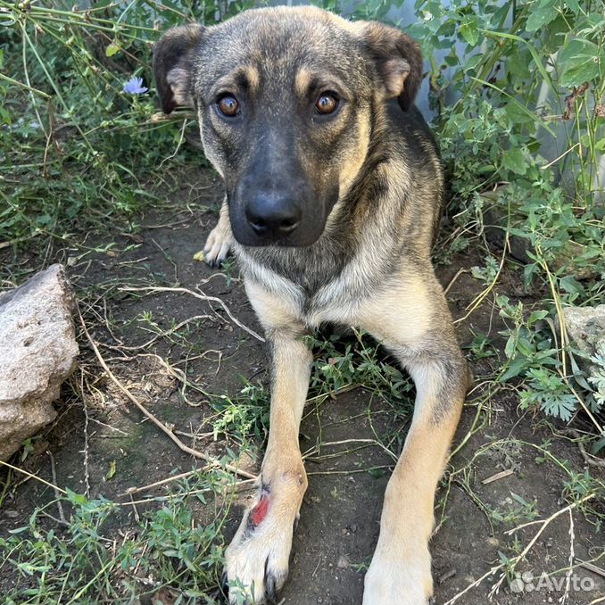 Собаке нужна помозь и дом, ласковый кобель 1 год
