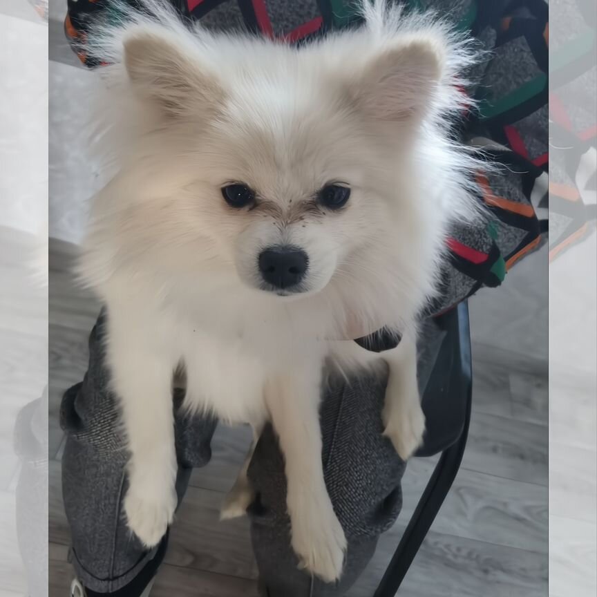 Померанский шпиц, щенок