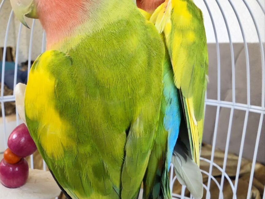 Попугаи неразлучники