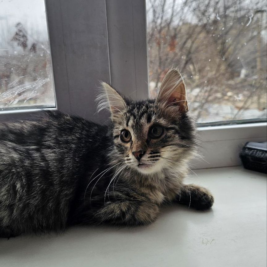 Маленькая кошечка