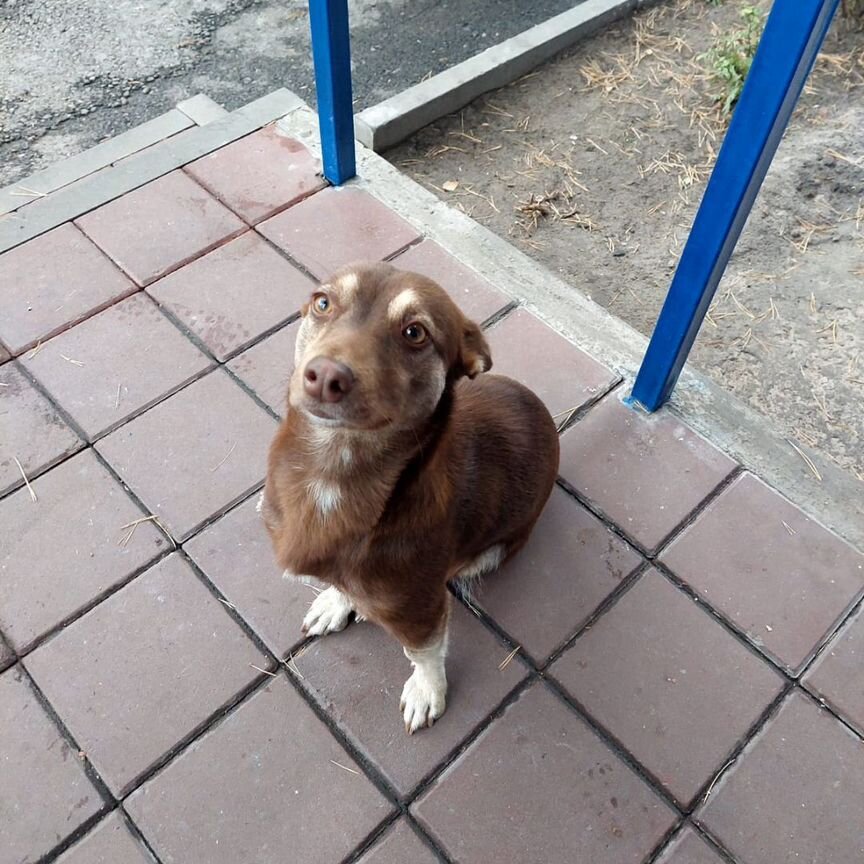 Собака в добрые руки