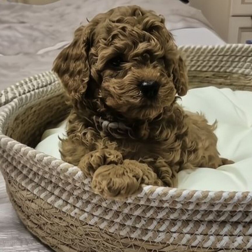 Той-пудель, щенок