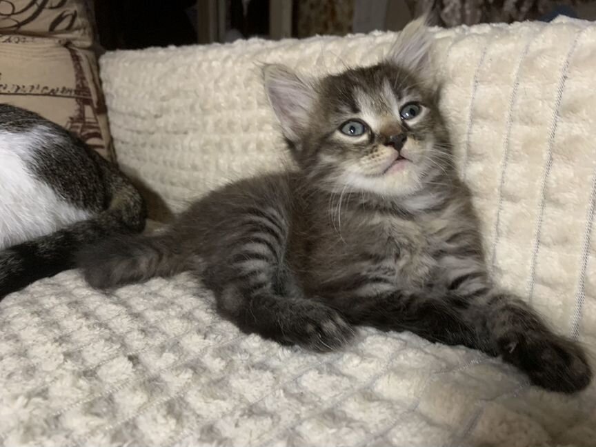 Котята
