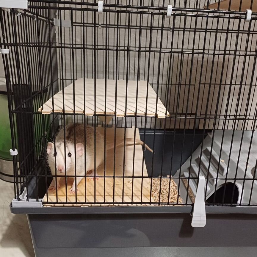 Клетка для грызунов большая бу