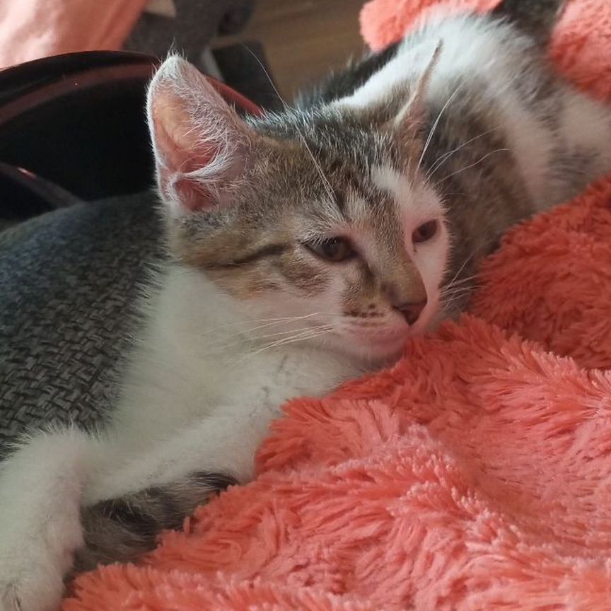 Котенок Джонни